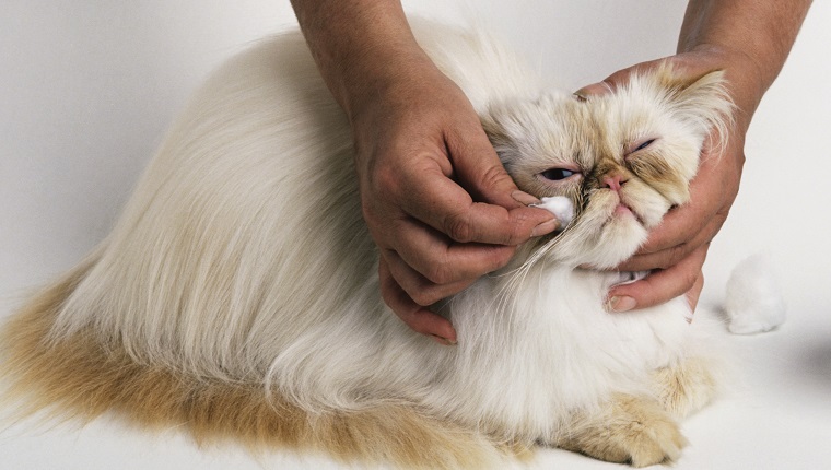How To Safely Remove A Tick From Your Cat - CatTime