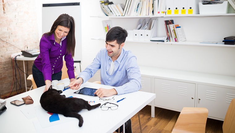 Take Your Cat To Work Day: What You Need To Know - CatTime