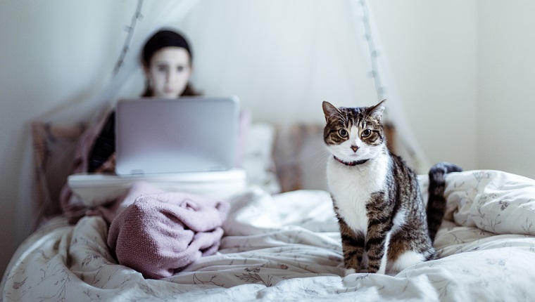 Survival Guide For Cat Parents Who Work At Home - CatTime