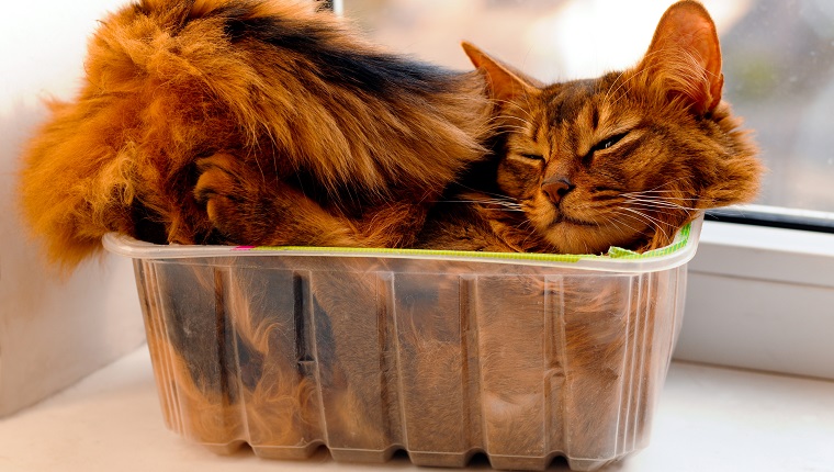 How Are Cats Liquid? [WITH PICTURES] - CatTime