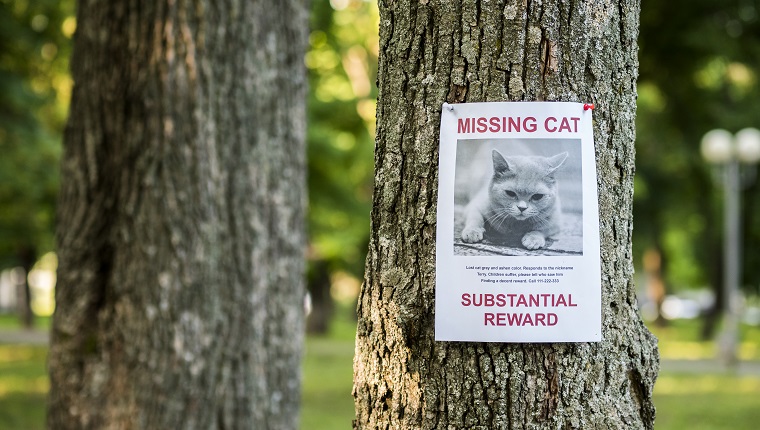How To Find A Lost Cat: Search And Rescue Cat Henry Hot On The Tail ...