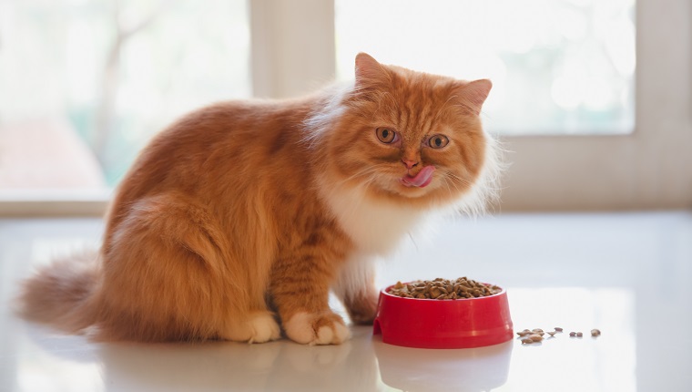 How To Deal With A Food-Obsessed Cat - CatTime