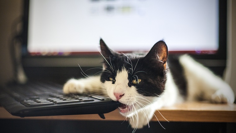 Social Petworking Month: Help Shelter Animals On Social Media In June ...