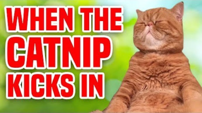 When The Catnip Kicks In [COMPILATION] - CatTime