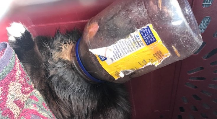 Hellman's The Cat Who Got His Head Stuck Inside A Jar Of Mayonnaise ...