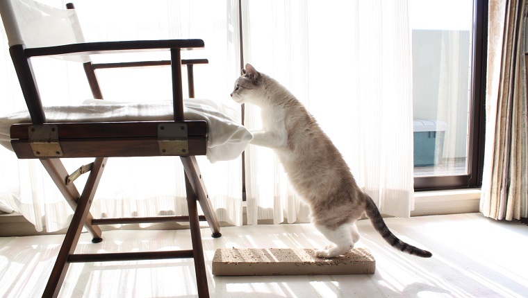 5 Easy Ways To Exercise Your Indoor Cat - CatTime
