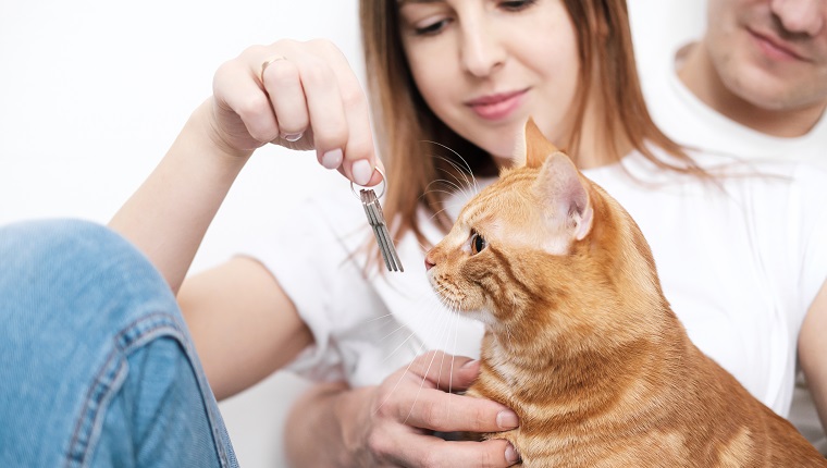 6 Surprising Causes Of Separation Anxiety In Cats - CatTime