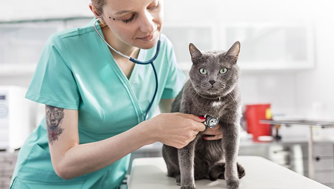 Zoonotic Diseases: 5 Diseases Humans Can Catch From Cats - CatTime