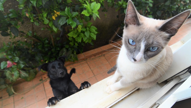 6 Cat Breeds That Behave A Lot Like Dogs - CatTime