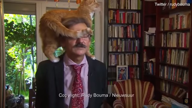 Hilarious Cat Climbs On Academic Owner During Serious News Interview ...