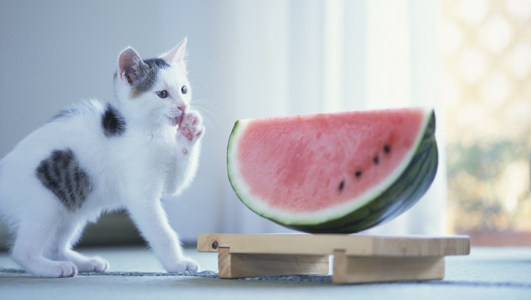National Watermelon Day: Ways To Celebrate With Cats & Watermelons ...