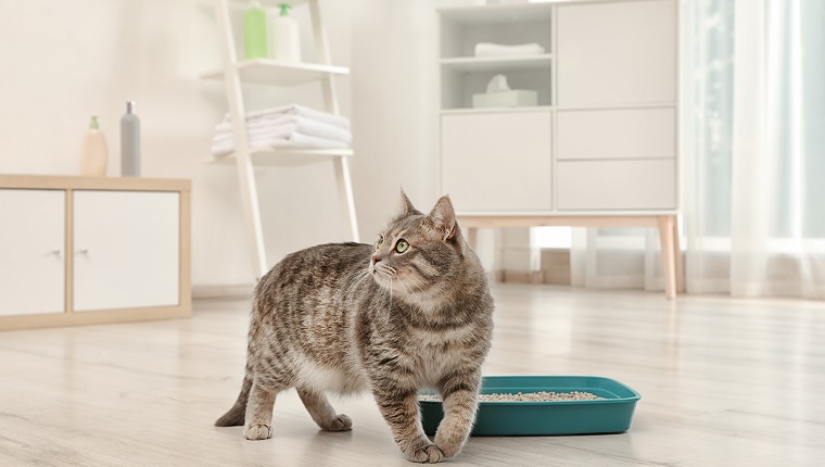 7 Ways To Keep Cat Litter From Tracking Everywhere - CatTime