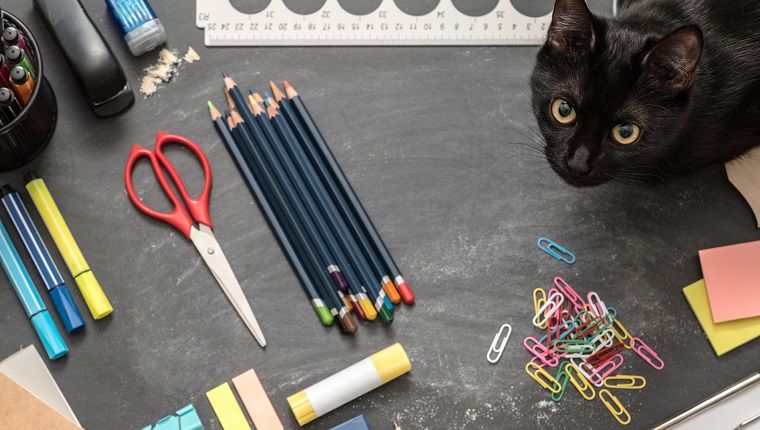 5 Ways To Prep Your Cat For 'Back To School' Season - CatTime