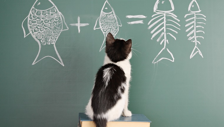 4 Ways To Get Into 'Back To School' Mode With Your Cat - CatTime