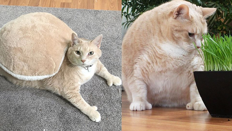 Bronson The 33-Pound Fat Cat Gets A New Home And A Diet - CatTime
