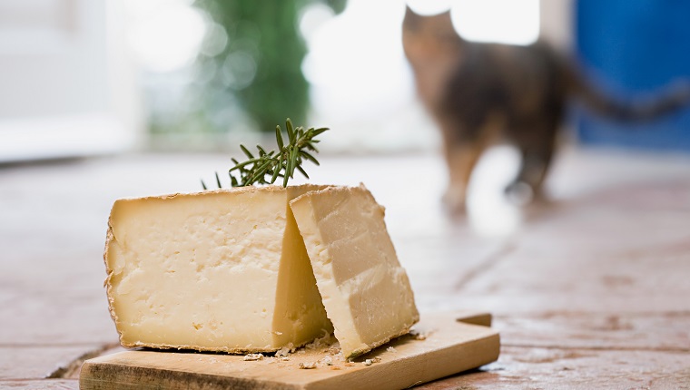 Can Cats Eat Cheese? Is Cheese Safe For Cats? - CatTime
