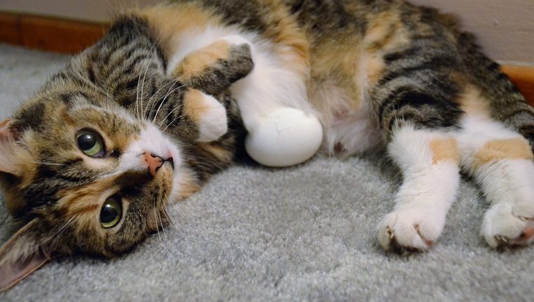 Can Cats Eat Eggs? Are Eggs Good For Cats? - CatTime