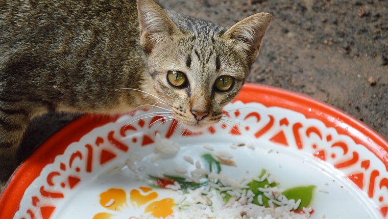 Can Cats Eat Rice? Is Rice Safe For Cats? - CatTime