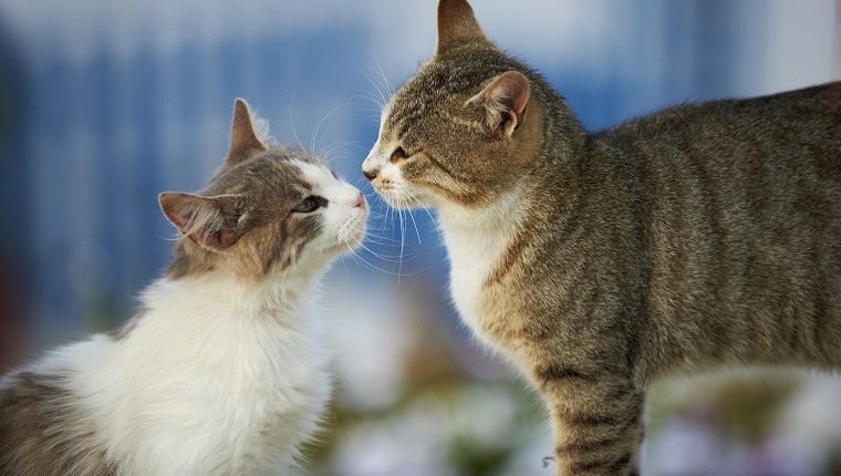 What Are Feral Cats And Feral Cat Colonies? - CatTime