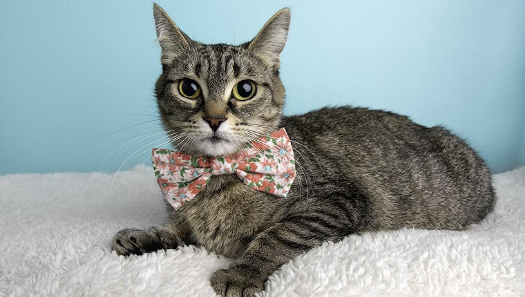 National Bow Tie Day: Check Out These 5 Fashionable Instagram Cats With ...