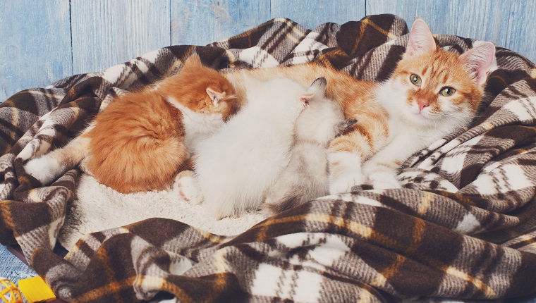 Socializing Your Kitten: What You Need To Know - CatTime