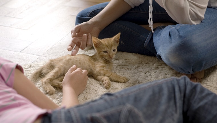 Socializing Your Kitten: What You Need To Know - CatTime
