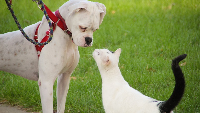 The Myth Of The Solitary Cat: True Or Busted? - CatTime