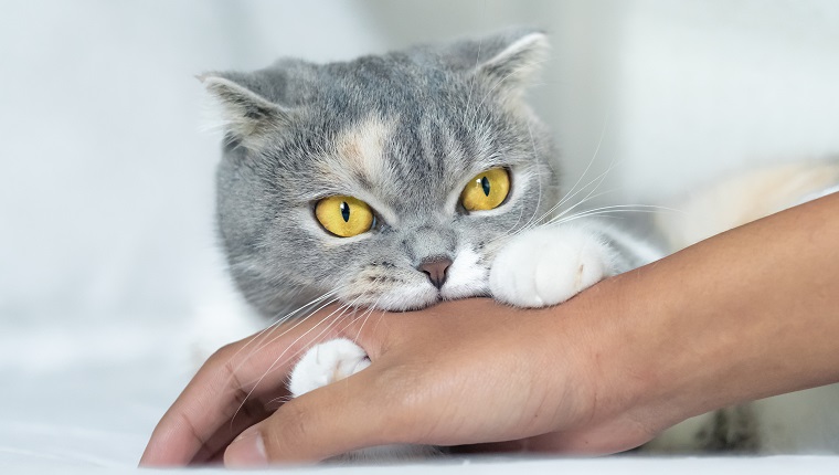 Why Do Cats Bite? What Can You Do About It? - CatTime