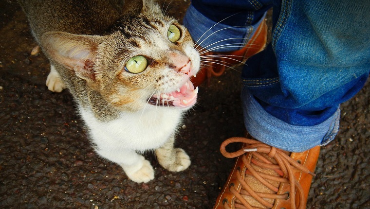 What Is Caterwauling? Why Do Cats Caterwaul? - CatTime