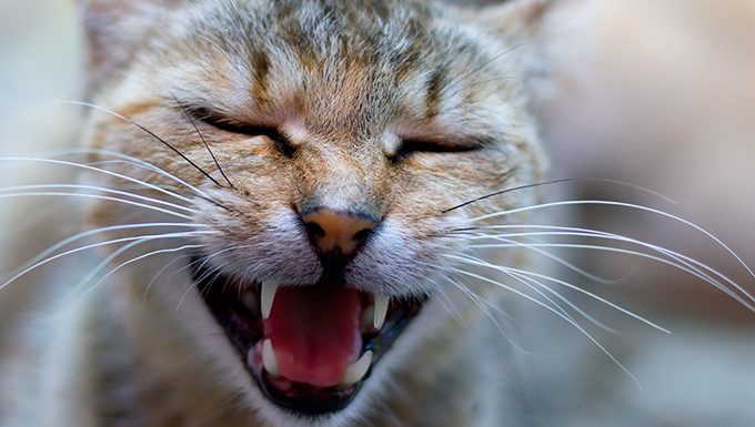 What Is Caterwauling? Why Do Cats Caterwaul? - CatTime