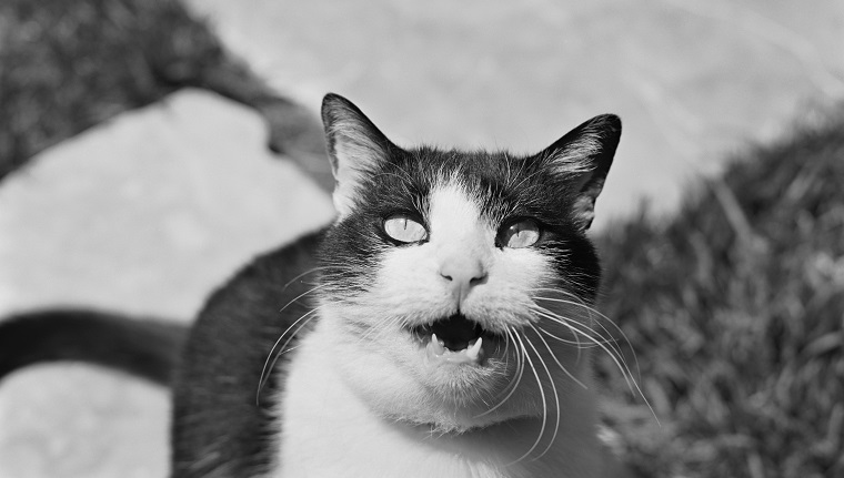 What Is Caterwauling? Why Do Cats Caterwaul? - CatTime
