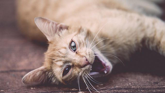 What Is Caterwauling? Why Do Cats Caterwaul? - CatTime