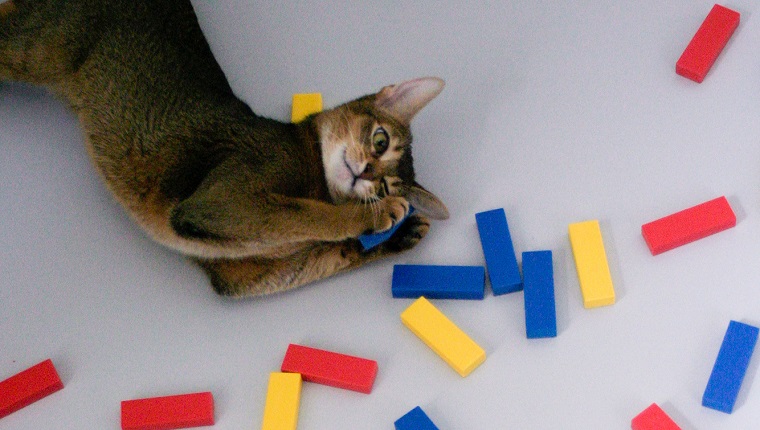 Paw-mazing Pets: Moe The Cat Is The King Of Jenga [VIDEO] - CatTime