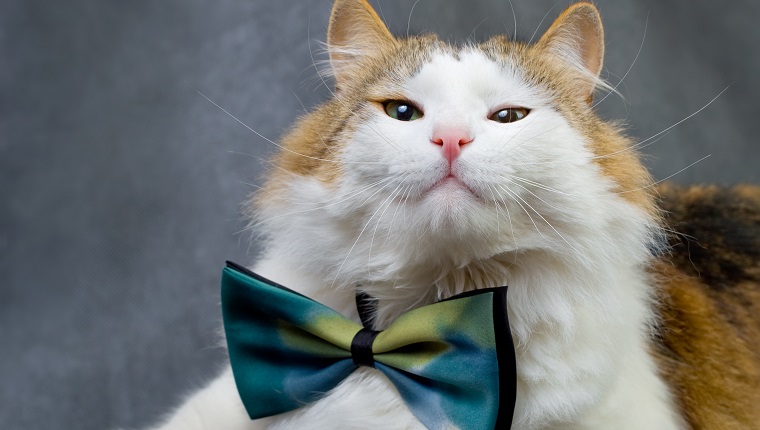 The 25 Most Popular Cat Breeds In The World [PICTURES] - CatTime