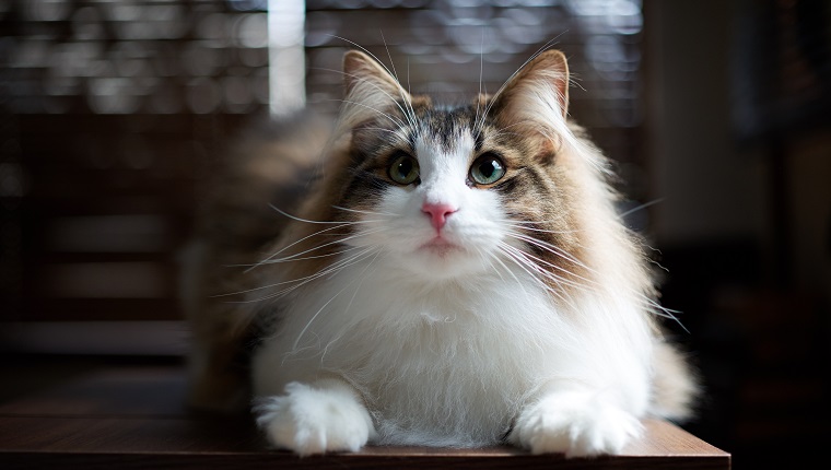 The 25 Most Popular Cat Breeds In The World [PICTURES] - CatTime