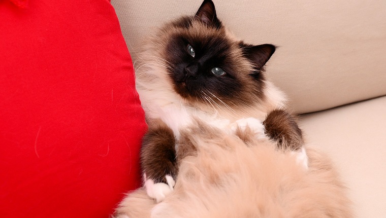 The 25 Most Popular Cat Breeds In The World [PICTURES] - CatTime
