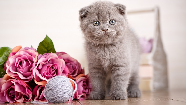 The 25 Most Popular Cat Breeds In The World [PICTURES] - CatTime
