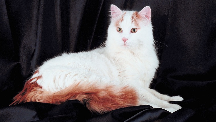 The 25 Most Popular Cat Breeds In The World [PICTURES] - CatTime