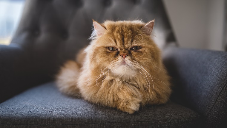 The 25 Most Popular Cat Breeds In The World [PICTURES] - CatTime