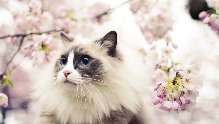 The 25 Most Popular Cat Breeds In The World [PICTURES] - CatTime