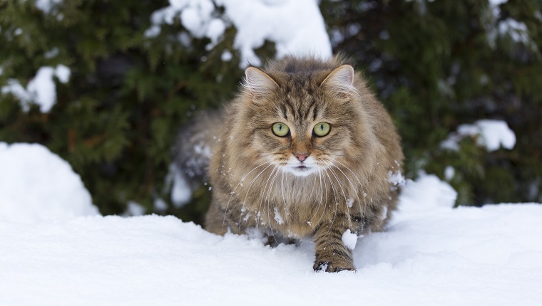 The 25 Most Popular Cat Breeds In The World [PICTURES] - CatTime