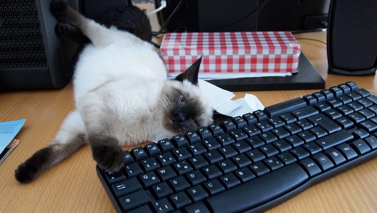 The 25 Most Popular Cat Breeds In The World [PICTURES] - CatTime