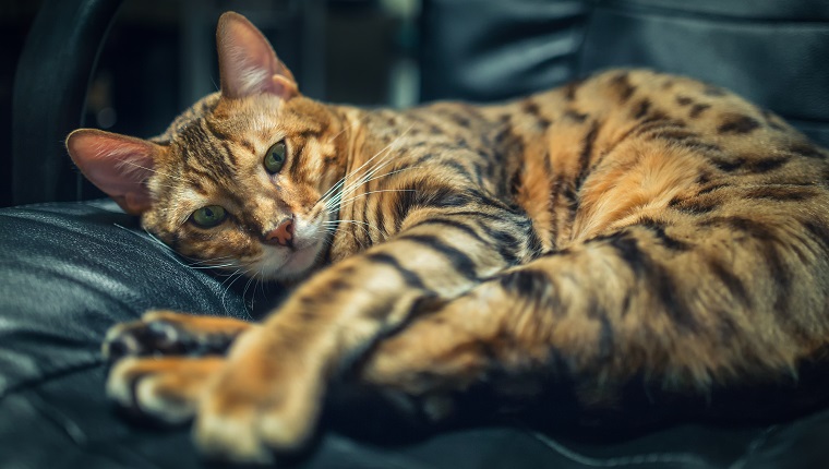 The 25 Most Popular Cat Breeds In The World [PICTURES] - CatTime