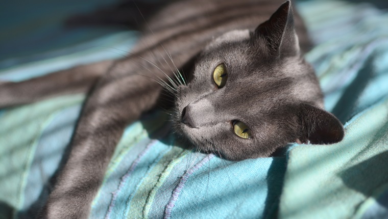 The 25 Most Popular Cat Breeds In The World [PICTURES] - CatTime