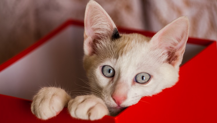 Schrödinger's Cat: What Is It? What Does It Mean? - CatTime