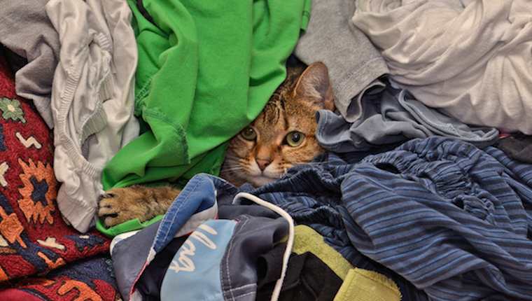 Zero Tasking Day: 5 Household Tasks Cats Always Mess Up - CatTime