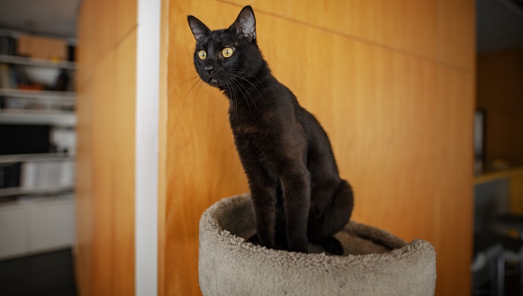 Black Cat Syndrome: Why Black Cats Can Have A Harder Time Getting ...