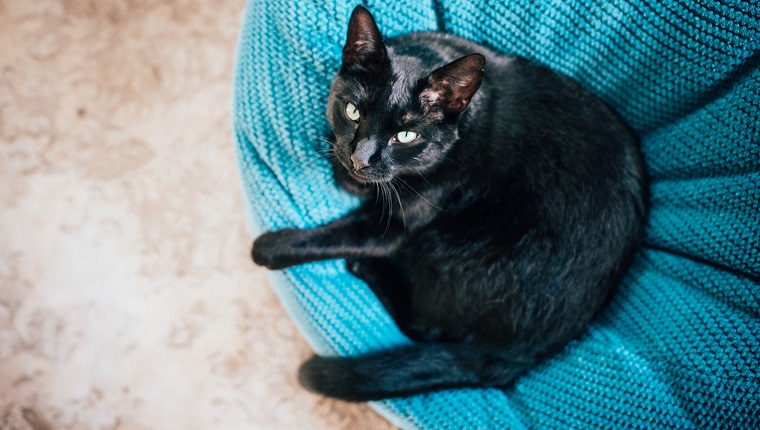 Black Cat Syndrome: Why Black Cats Can Have A Harder Time Getting ...