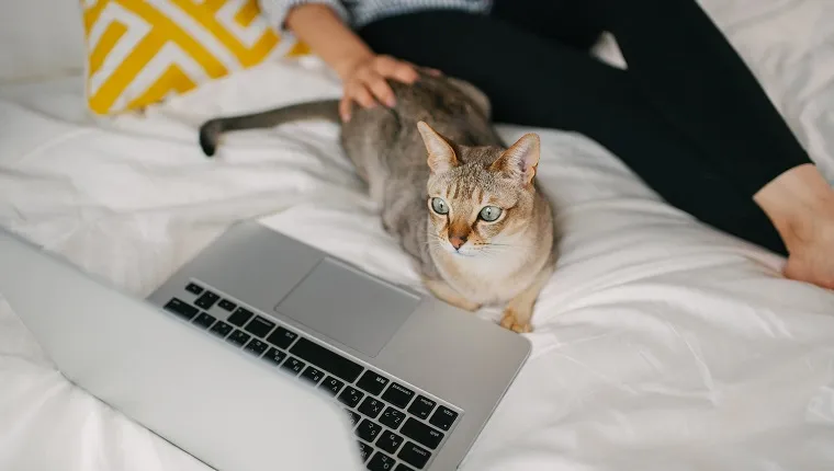 5 Ways To Boost Your Cat's Social Media Profile - CatTime