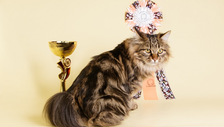 Feline From Record-Setting Family Named World's Tallest Cat - CatTime